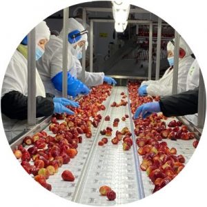 Sanco – Frozen fruits and vegetables